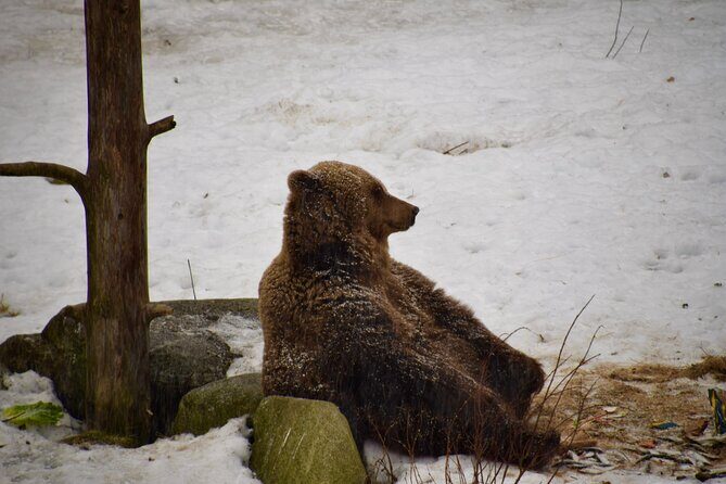 Ranua Zoo Arctic Wildlife Park with Private Transport & Lunch - Key Points