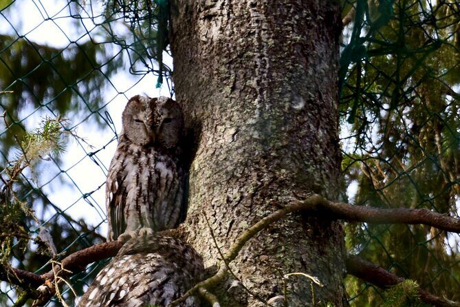 Ranua Zoo Arctic Wildlife Park with Private Transport & Lunch - What Sets It Apart