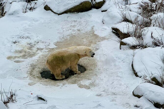 Ranua Zoo Arctic Wildlife Park with Private Transport & Lunch - Final Thoughts: Who Is This Tour Best For?