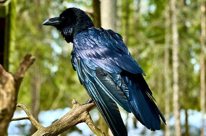 Ranua Zoo Arctic Wildlife Park with Private Transport & Lunch - FAQ