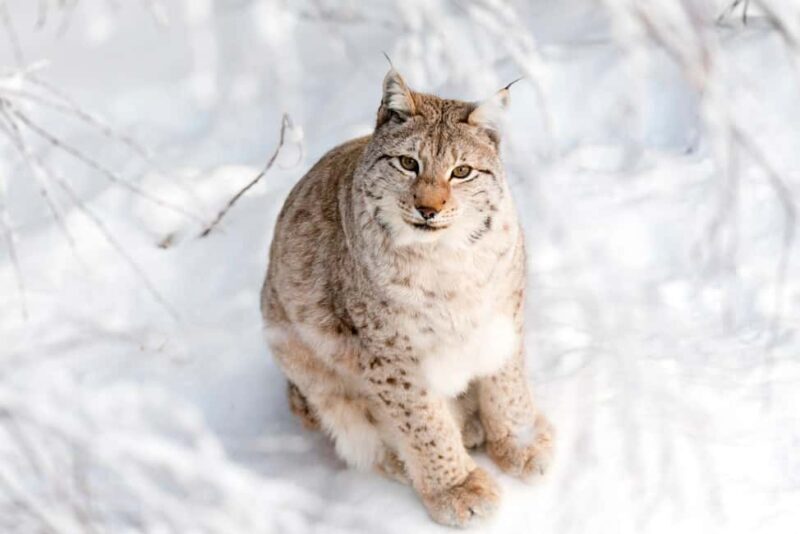 Ranua Zoo - Ranua Zoo: An Authentic Arctic Wildlife Experience in Lapland