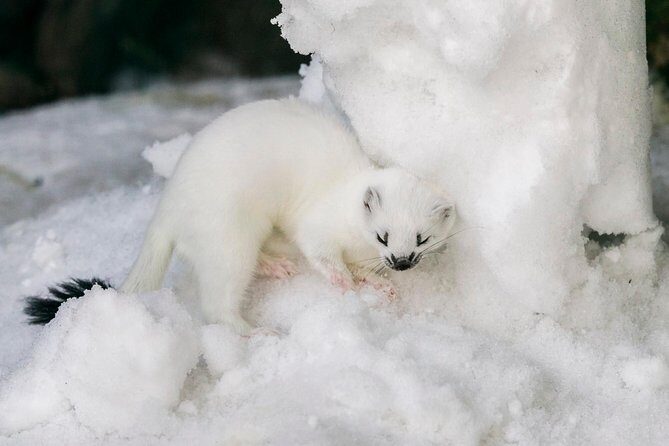 Ranua Zoo tour, optional lunch - How the Ranua Zoo Tour Fits into Your Arctic Adventure