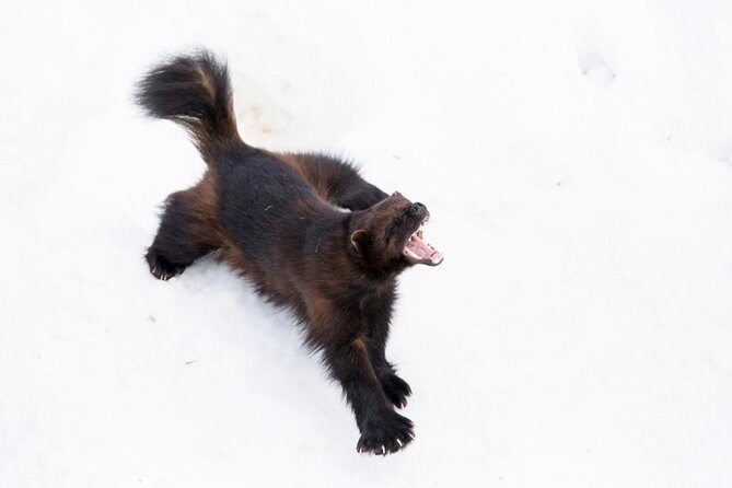 Ranua Zoo tour, optional lunch - Final Thoughts