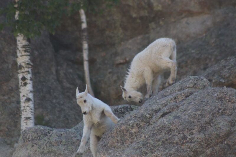 Rapid City: Black Hills Parks, Monuments & Mount Rushmore - Key Points