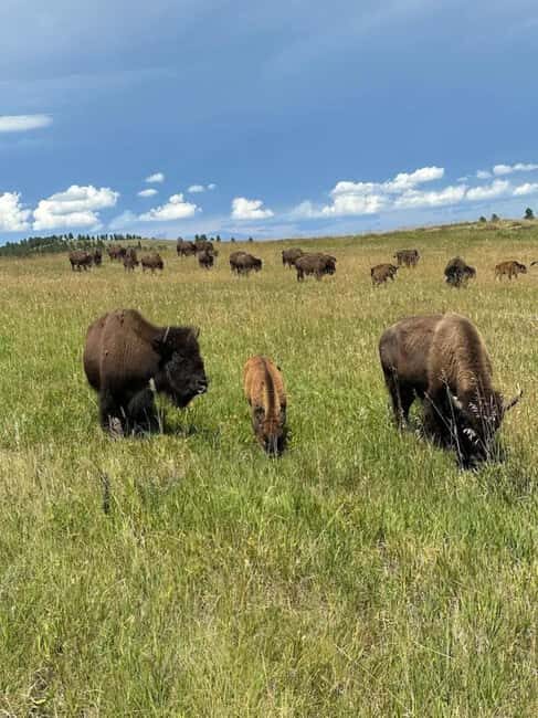 Rapid City: Black Hills Tour with Monument Tour - FAQs