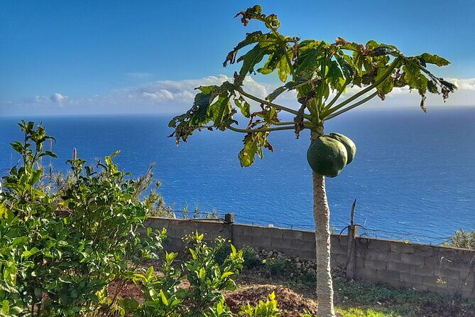 "Re-Canto" Farm-to-Table with Stunning Views at Madeira - Who Will Love This Experience?