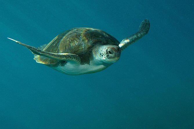 RECREATIONAL DIVE (certified divers only) : Explore Canarian Sealife - What to Expect from Your Tenerife Dive Experience