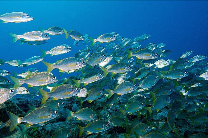 RECREATIONAL DIVE (certified divers only) : Explore Canarian Sealife - Frequently Asked Questions