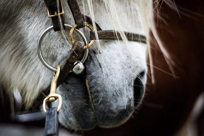 Red Lava Horse Riding Tour From Reykjavik - An Overview of the Experience