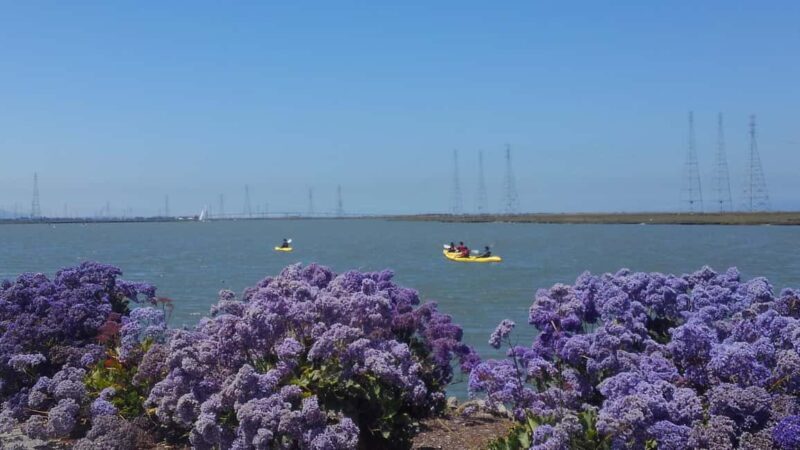 Redwood City: Kayak Rental - The Experience: What to Expect When You Paddle