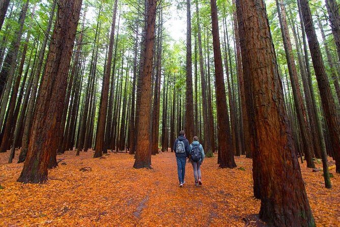 Redwood Forest , Blue Springs & Huka Falls Day Tour from Auckland - Key Points