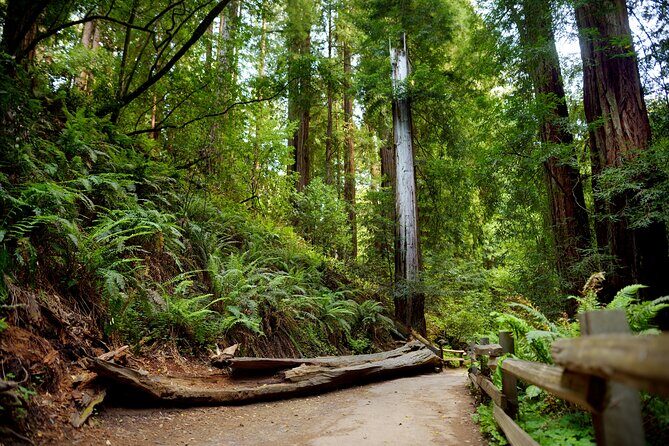 Redwood Retreat: Tour to Muir Woods from San Francisco - An In-Depth Look at the Redwood Retreat Tour