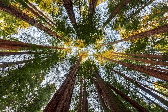 Redwood Retreat: Tour to Muir Woods from San Francisco - FAQ