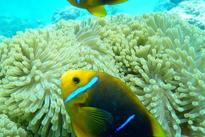 Reef Discovery Luxury Private Snorkeling Lagoon Tour - Key Points