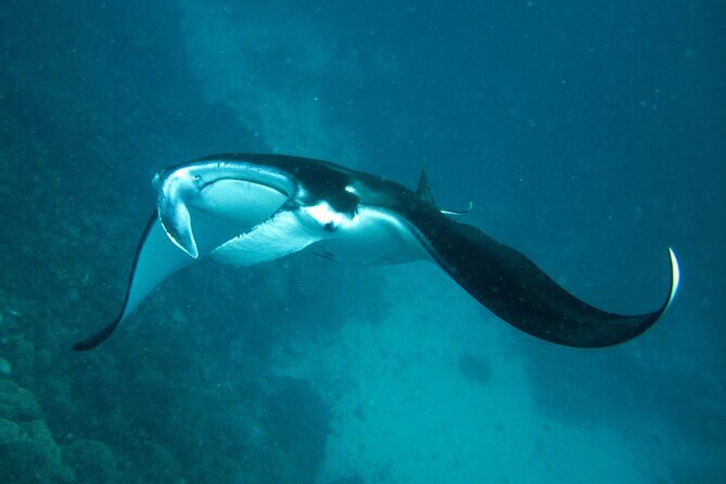 Reef Discovery Luxury Private Snorkeling Lagoon Tour - Who Should Book This Tour?