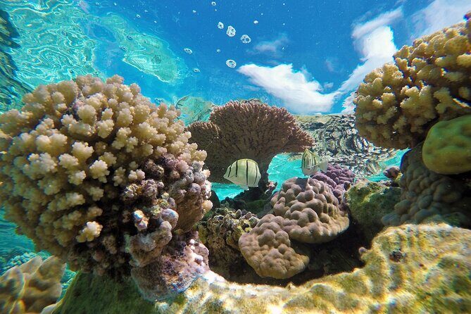 Reef Discovery Luxury Private Snorkeling Lagoon Tour - Frequently Asked Questions