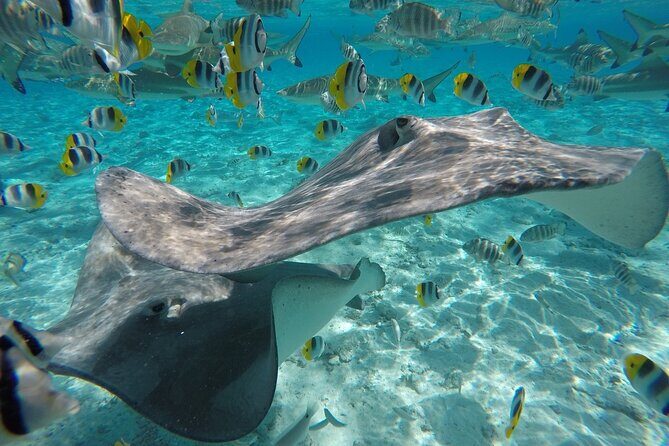 Reef Discovery Private Half Day Lagoon Tour - What to Expect at Each Stop