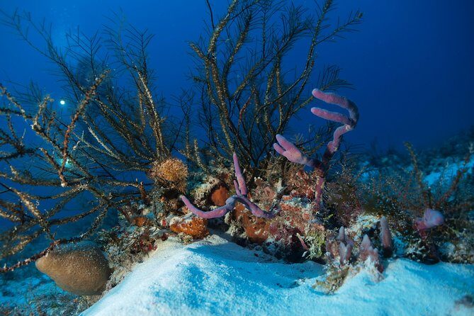 Reef diving in Playa del Carmen - What to Expect from the Playa del Carmen Reef Diving Tour