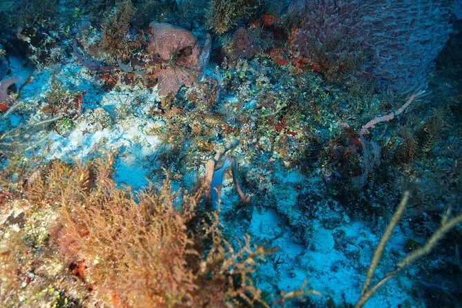 Reef diving in Playa del Carmen - FAQ