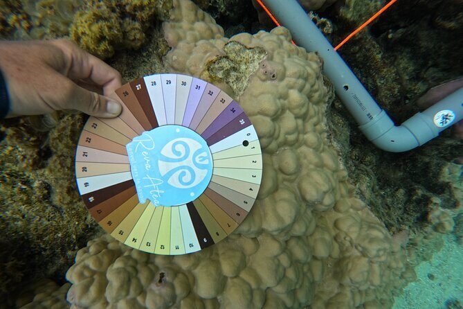 Reef Exploration with Reva Atea participatory science - Key Points