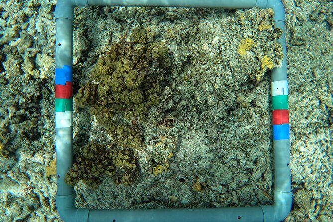 Reef Exploration with Reva Atea participatory science - Who Will Enjoy This Experience?