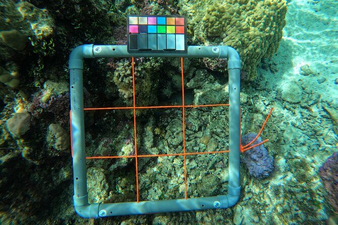 Reef Exploration with Reva Atea participatory science - Frequently Asked Questions