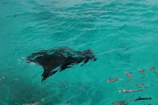 Reef island private tour - What Travelers Love About This Tour