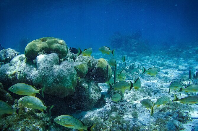 Reef Snorkel In National Park In Puerto Morelos With Lunch And Transportation - FAQs