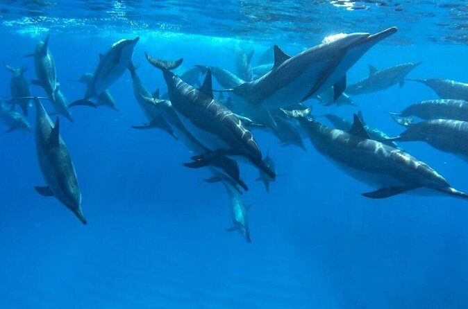 Reef Snorkel under the Captain Cook monument in Kealakekua Bay - Additional Insights from Reviews