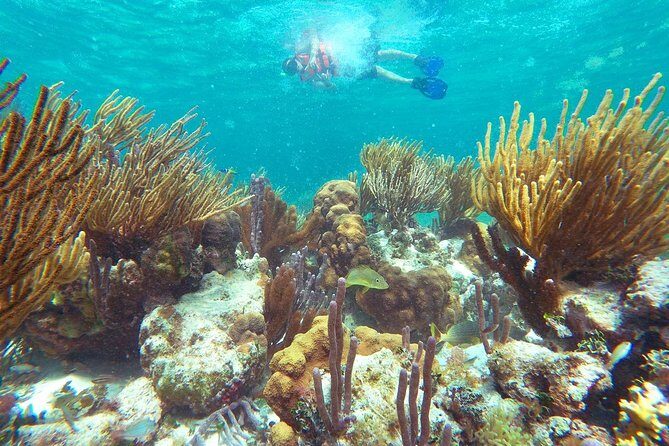 Reef Snorkeling in National Park from Cancun with Beachside Lunch - FAQs
