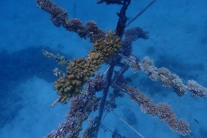 Reef Tour with SCUBA Dive from Cairns, pontoon with activities - Frequently Asked Questions