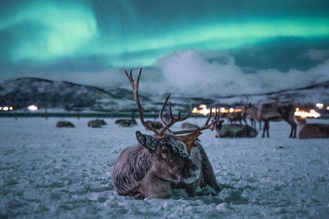 Reindeer Camp Dinner with Chance of Northern Lights in Tromso - What to Expect from the Experience