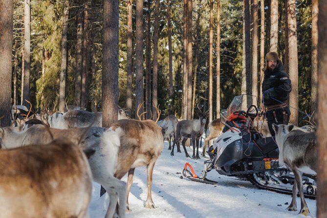 Reindeer Experience with Sledge Ride - Practical Details: Transportation and Timing