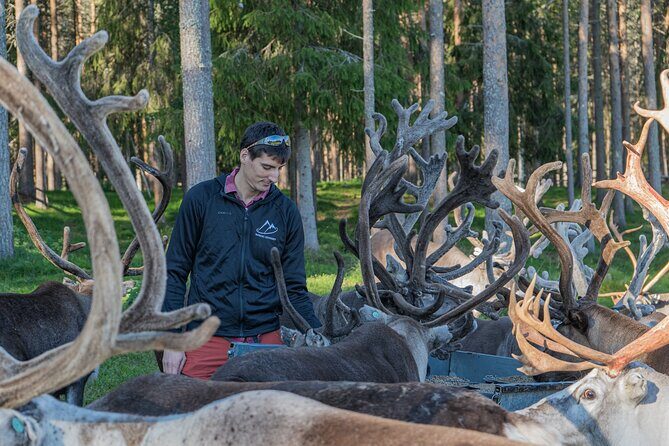 Reindeer Farm Experience in Summer and Autumn from Rovaniemi - The Experience: What to Expect on the Reindeer Farm Tour