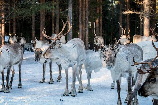 REINDEER FARM VISIT a real authentic experience - Final Thoughts: Is It Worth It?