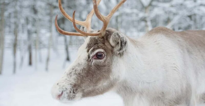 Reindeer Farm Visit with Sleigh Ride - Who Will Love This Experience?