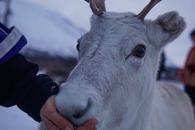 Reindeer Feeding and Sami Culture Afternoon Departure - A Detailed Look at the Experience