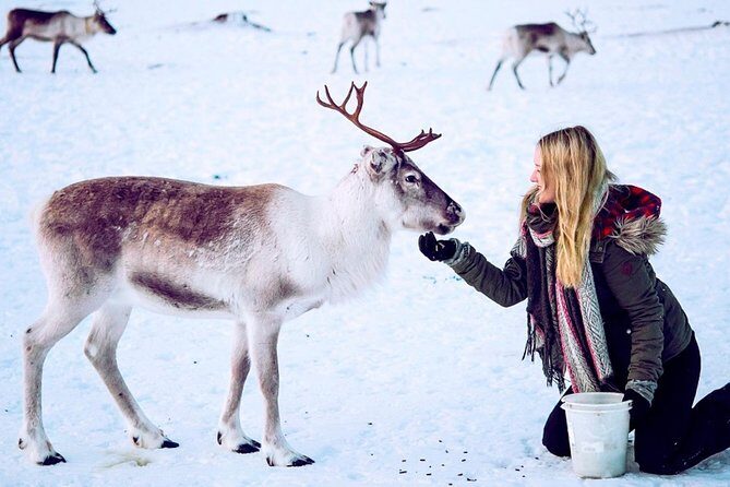 Reindeer Feeding and Sami Culture Including Lunch from Tromso - An In-Depth Look at the Experience