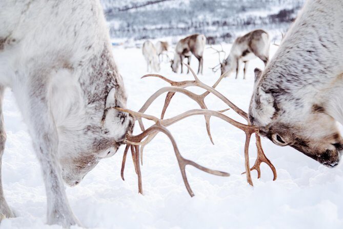 Reindeer Feeding and Sami Culture Including Lunch from Tromso - FAQ