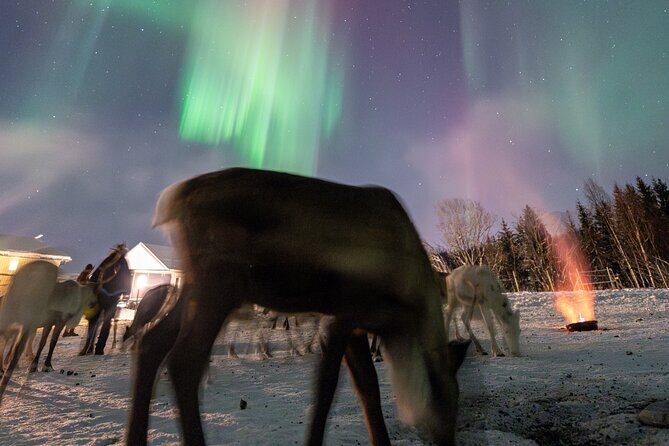 Reindeer Feeding and Sledding, Sami Storytelling Night Tour - What to Expect from the Tour