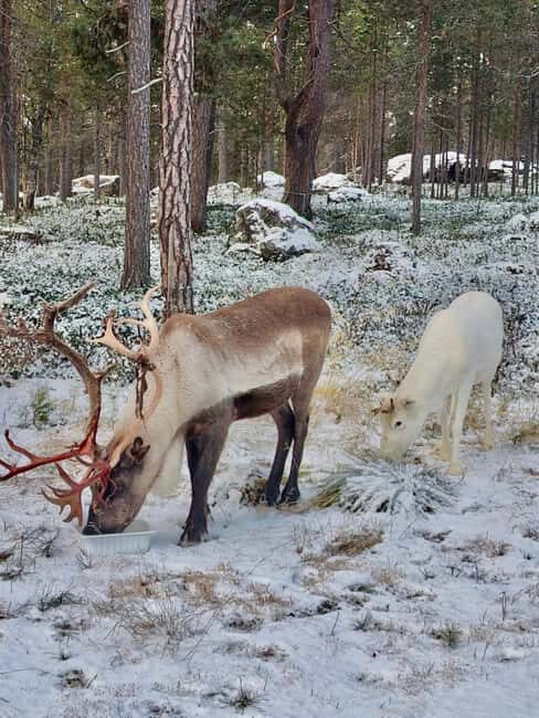 Reindeer feeding in Inari - Key Points