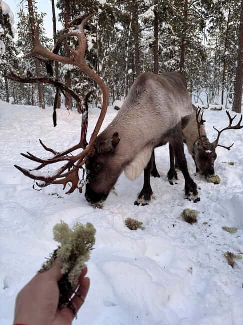 Reindeer feeding in Inari - The Experience from Reviews: Authenticity and Personal Touch