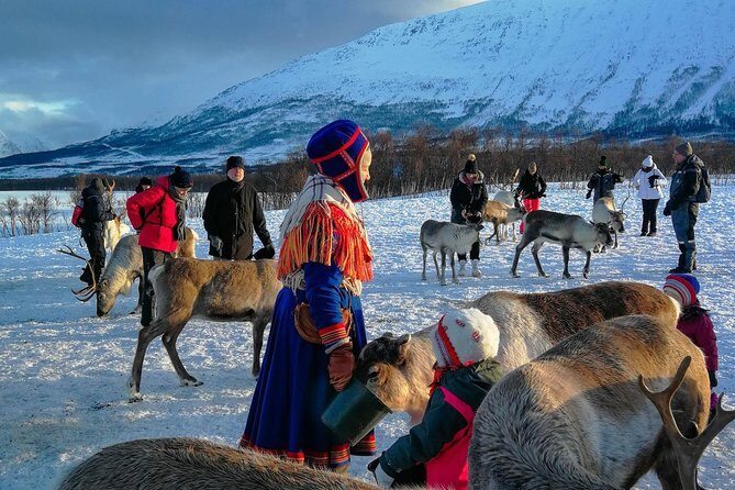 Reindeer feeding & Saami Culture - A Full Breakdown of the Experience
