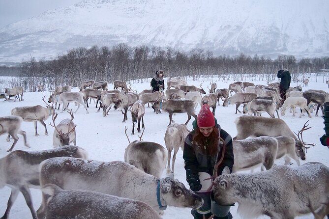 Reindeer feeding & Saami Culture - Final Thoughts