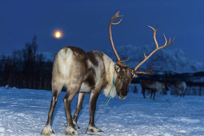 Reindeer feeding & Saami Culture with chance for Northern Lights - Who Will Love This Tour?