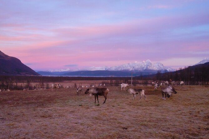 Reindeer feeding & Saami Culture with chance for Northern Lights - Final Thoughts