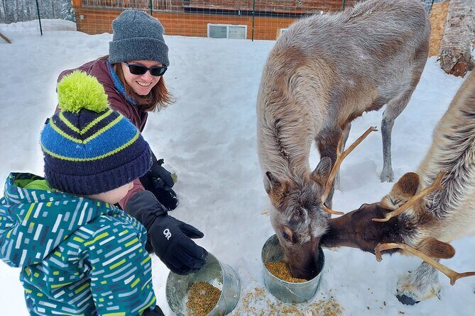 Reindeer Meet and Feed - Talkeetna - What to Expect from the Reindeer Meet and Feed Tour