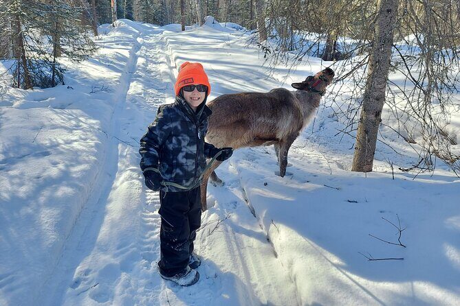 Reindeer Meet and Feed - Talkeetna - The Sum Up