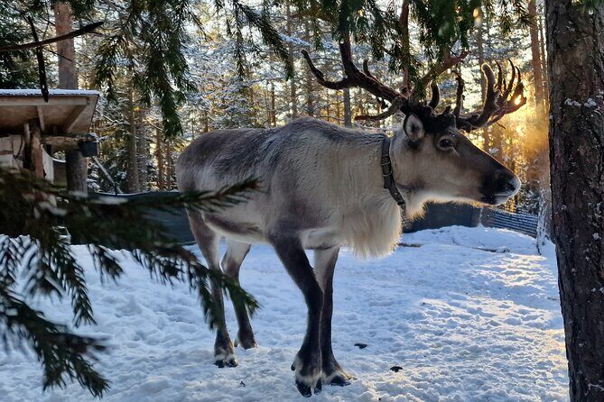 Reindeer Park Adventure - Reindeer Park Adventure: An Authentic Finnish Wildlife Experience