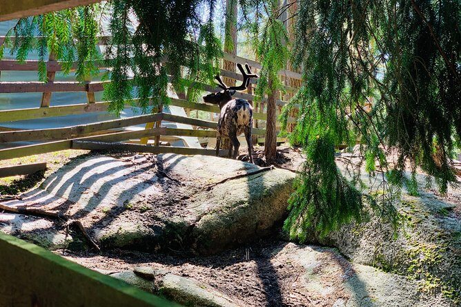 Reindeer Park & Horse Stables Safari - FAQs